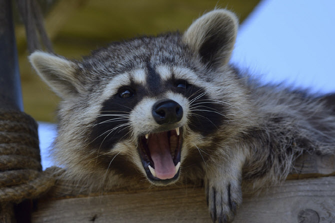 rcity - Red Team 개념