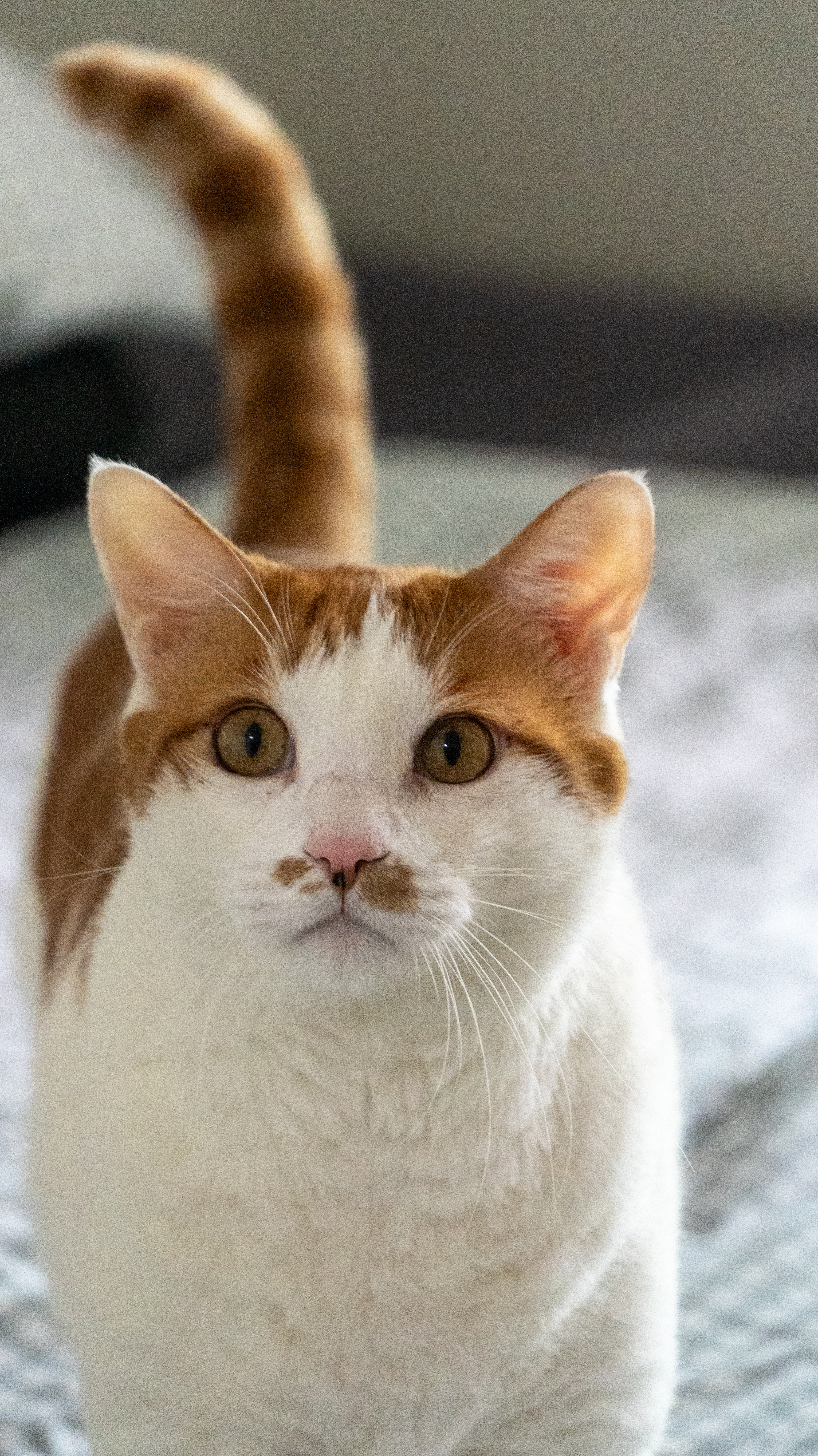 Computer Vision 실습_카드 색깔 분류하기