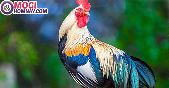 bamii (bamii) - velog