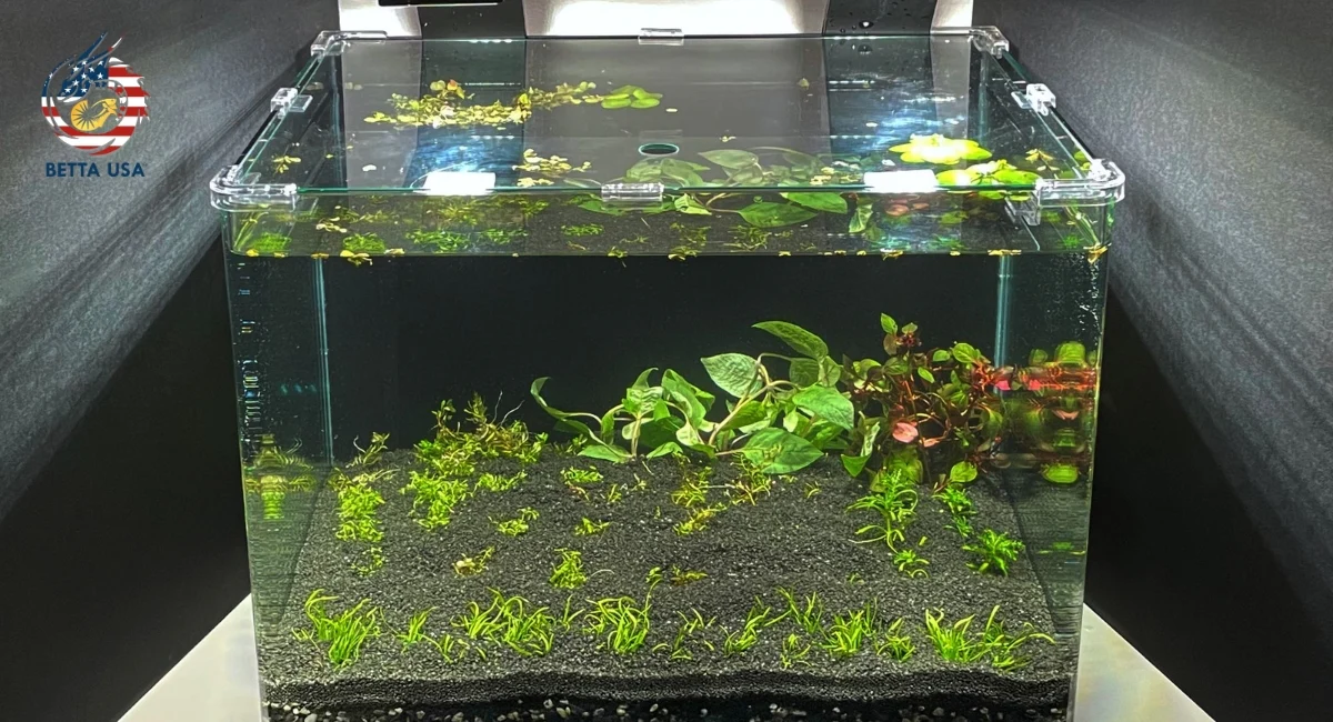 Sump vs canister filter: Which aquarium filtration system is right for you?