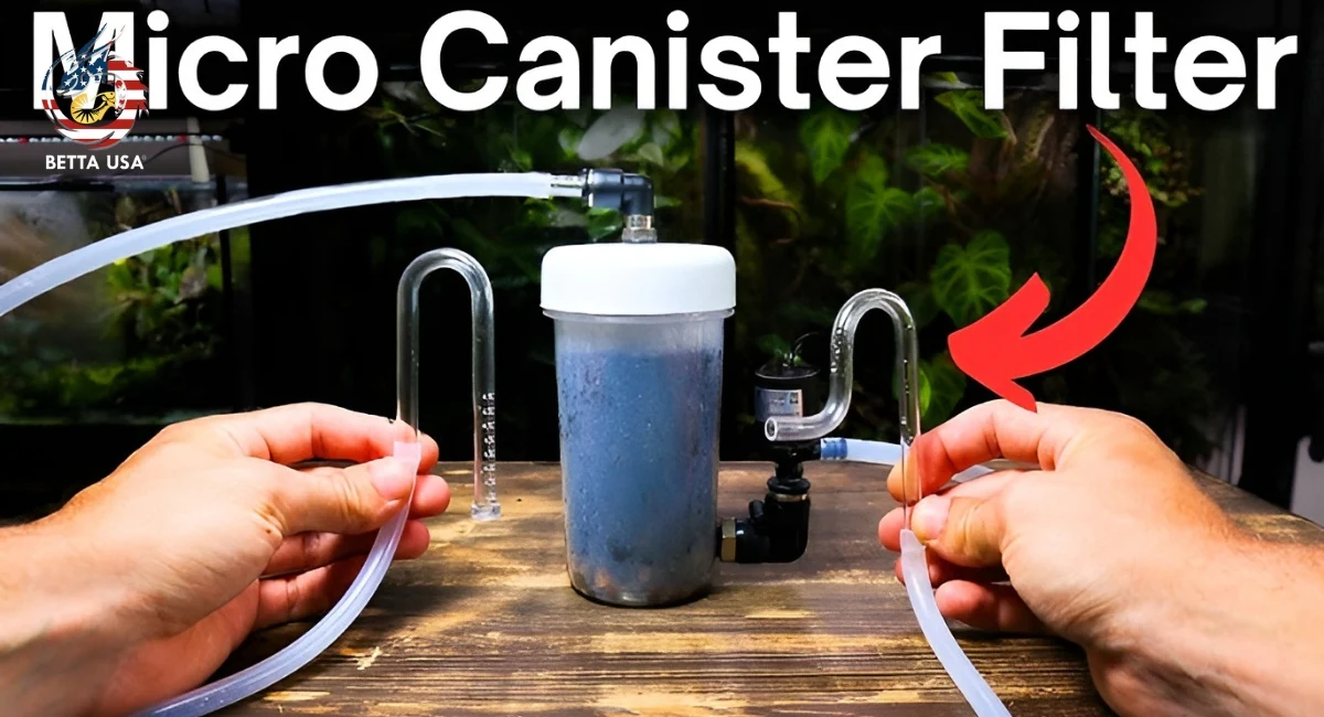 Sump vs canister filter: Which aquarium filtration system is right for you?