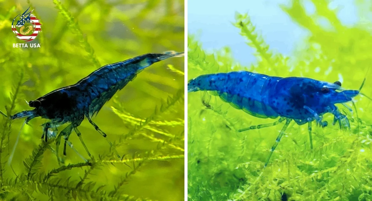 Blue Diamond vs Blue Dream Shrimp: Ultimate Comparison Guide