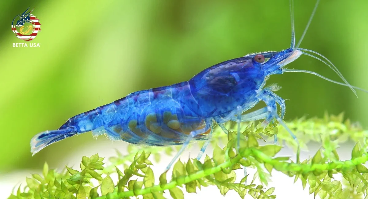 Blue Diamond vs Blue Dream Shrimp: Ultimate Comparison Guide