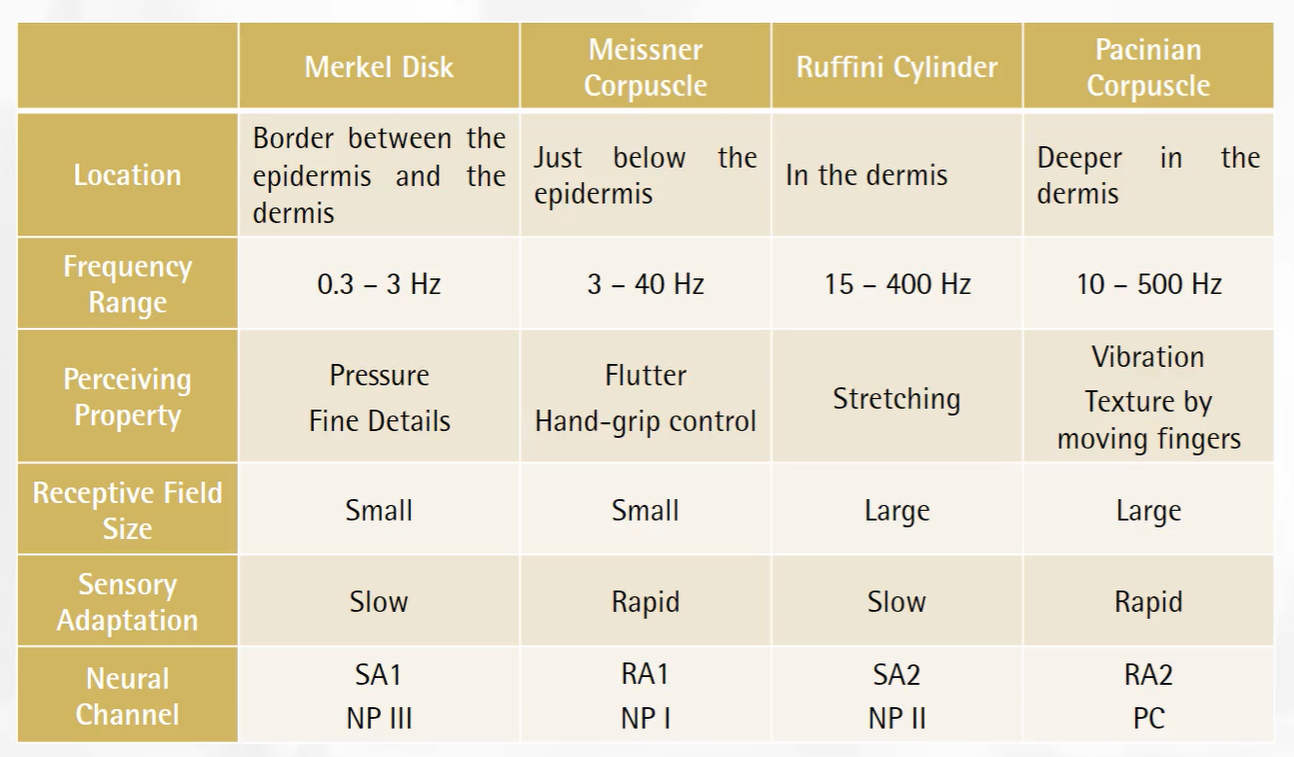 Summary of Mechanoreceptor Characteristics