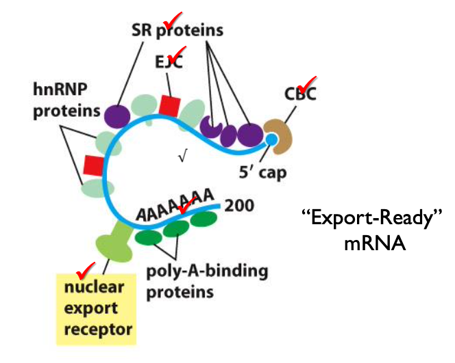 How cells read the genome: from DNA to Protein