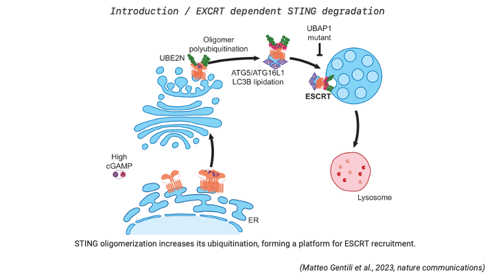 STING signaling termination through ESCRT dependent microautophagy intro