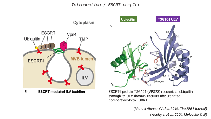 STING signaling termination through ESCRT dependent microautophagy intro