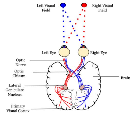 [컴퓨터비전] Human Vision