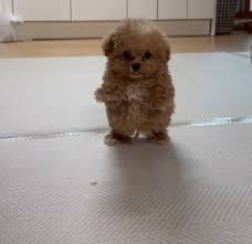 [Spring] Servlet Filter와 Interceptor