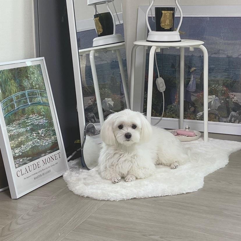 [Dreamhack]Client Side Template Injection