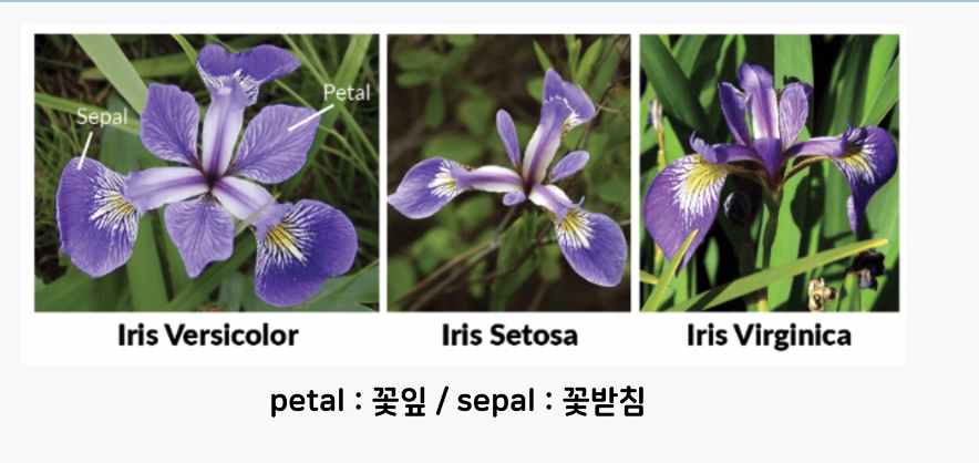 머신러닝(ex02_붓꽃 품종 예측하기)