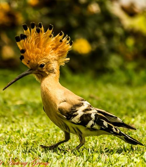 hyu-jo (후투티) - velog