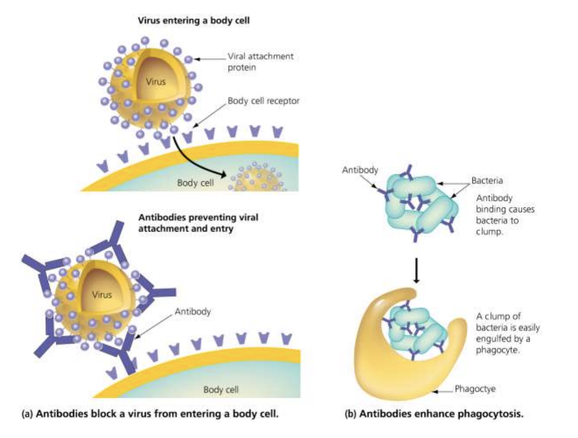 [General Biology] Ch24. The Body's Defenses