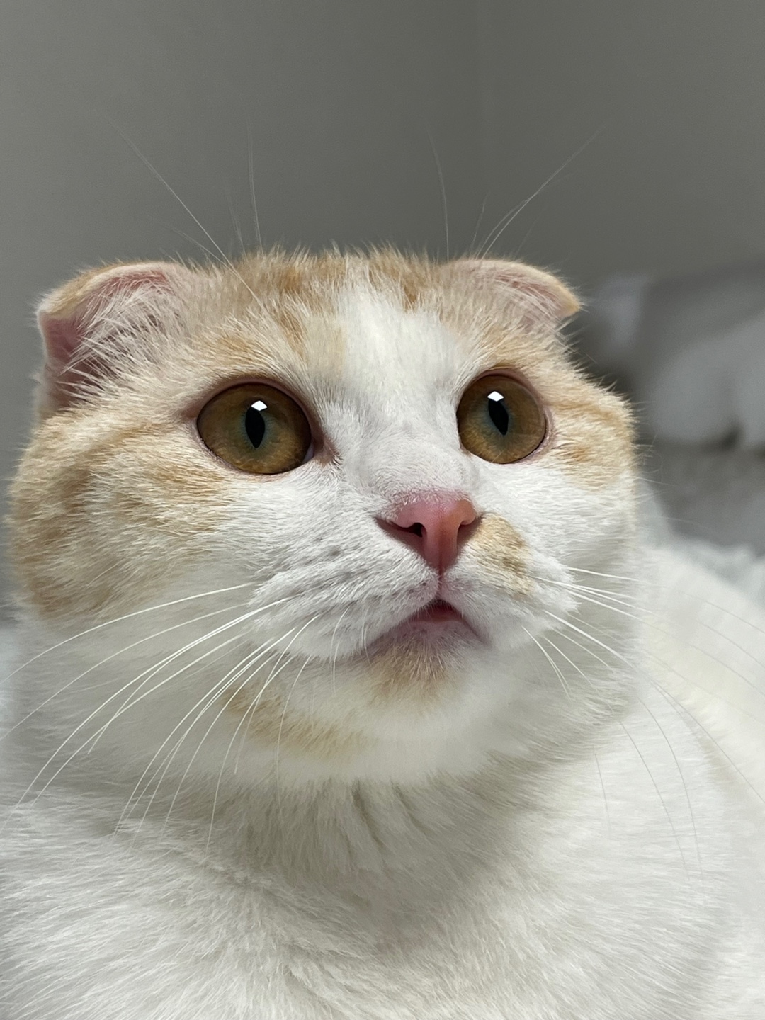 Uncaught SyntaxError: Identifier 'RefreshRuntime' has already been ...