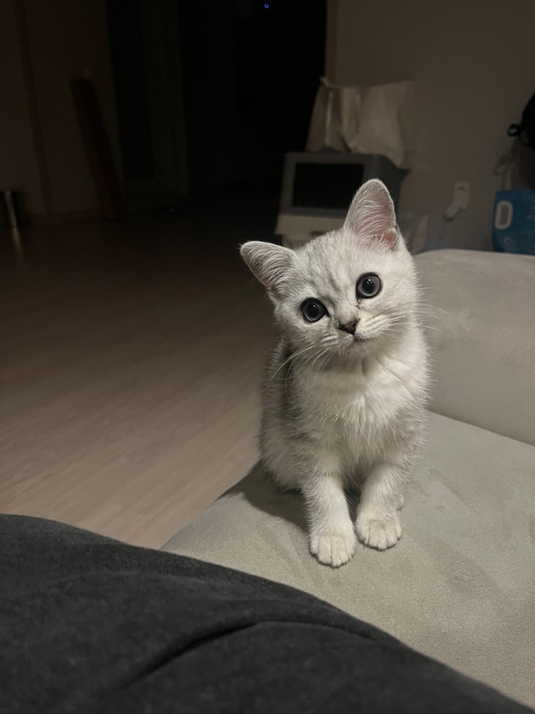 [Swift] DP BOJ 단계별로 풀어보기 - 풀이(1463/10844/2156/11053/11054/2565/9251/12865)