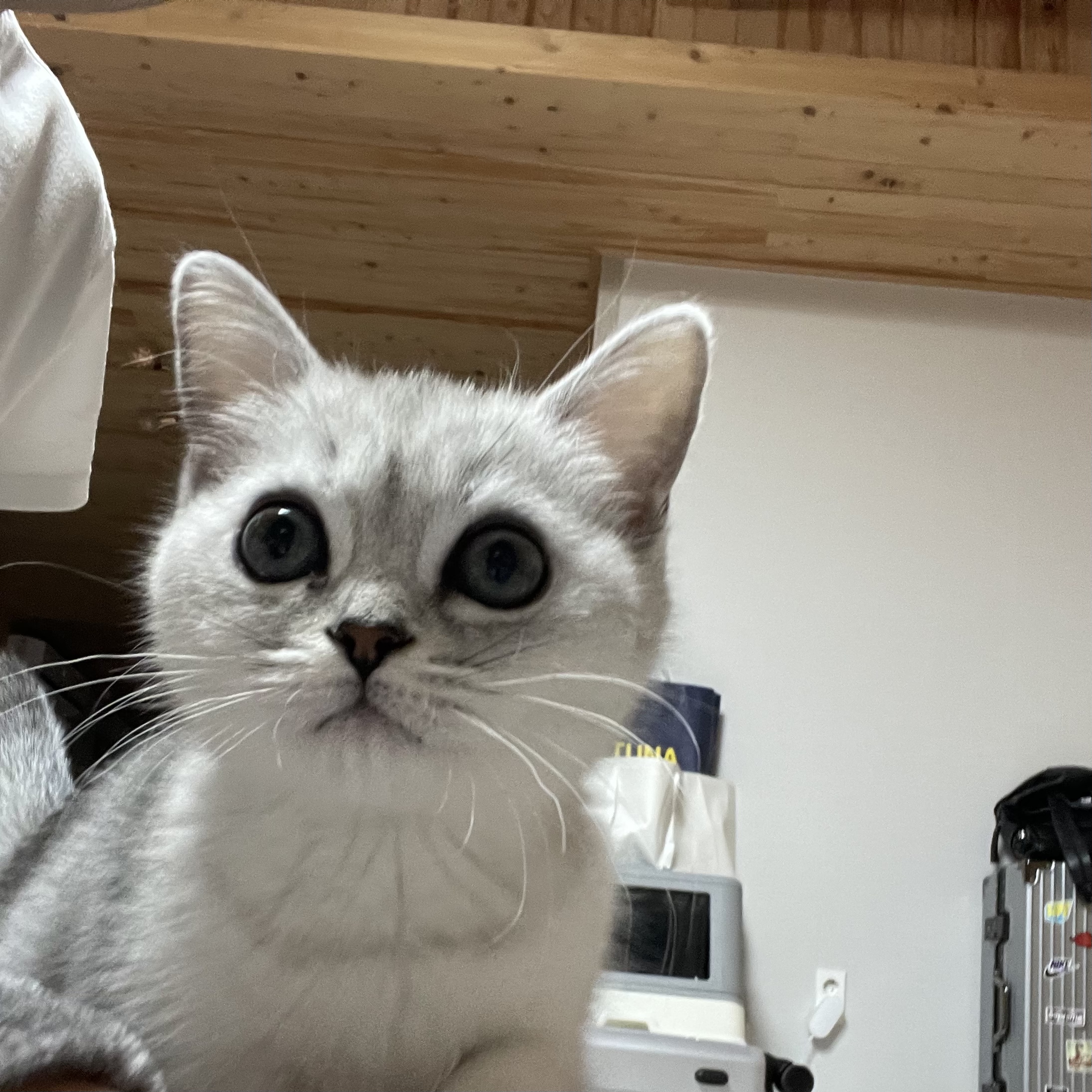 [Swift] 재귀 BOJ 2447 별 찍기