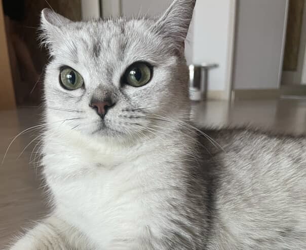 [SwiftUI] MVVM 패턴이란?