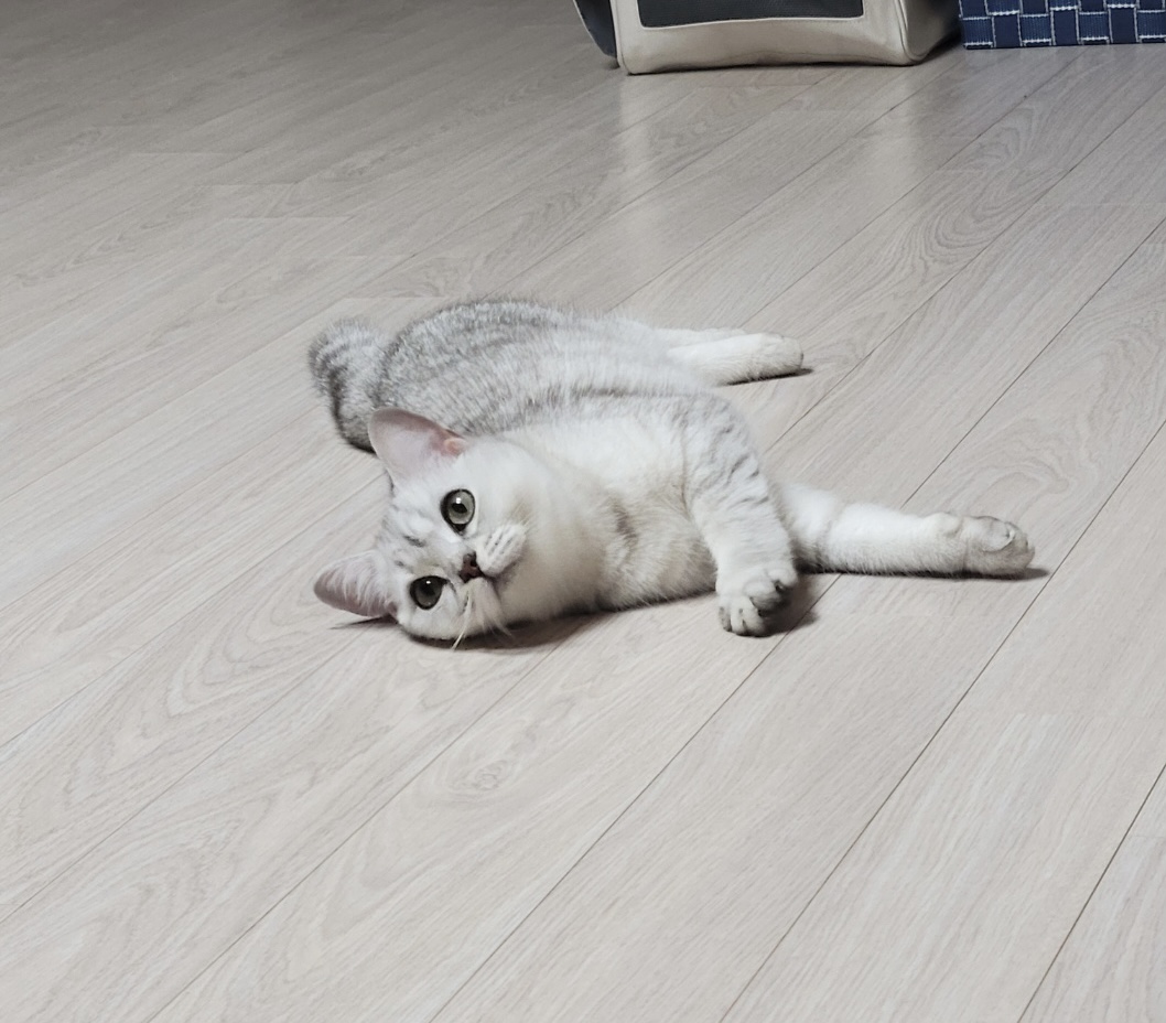 [Swift] 이분탐색 BOJ 단계별로 풀어보기 + upper bound/lower bound (1654/2805/2110/1300/12015)