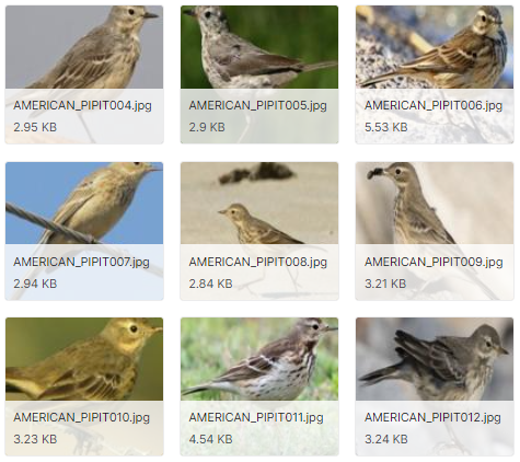Deep Learning - Detect_the_Bird