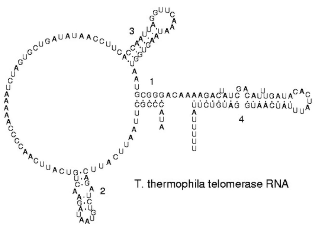 Catalan Numbers and RNA Secondary Structures