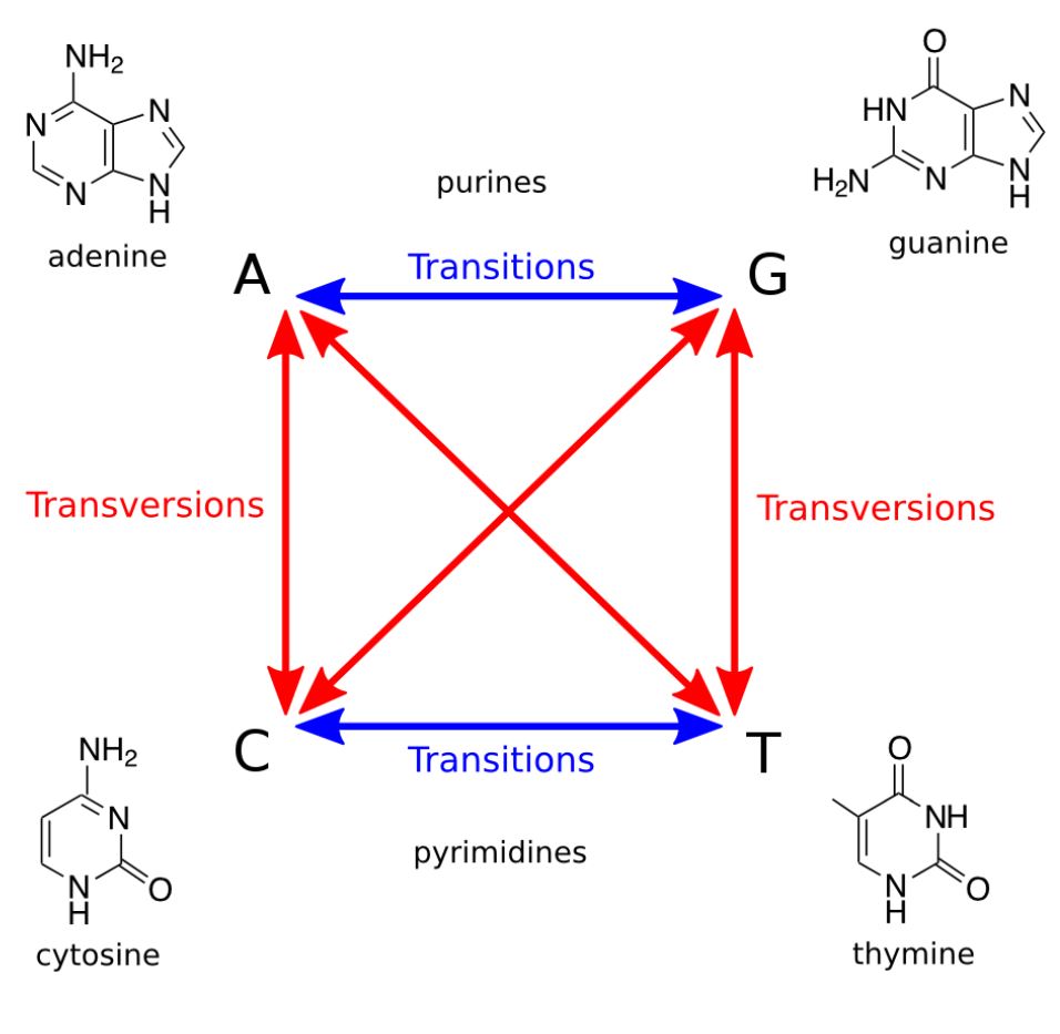 Transitions and Transversions