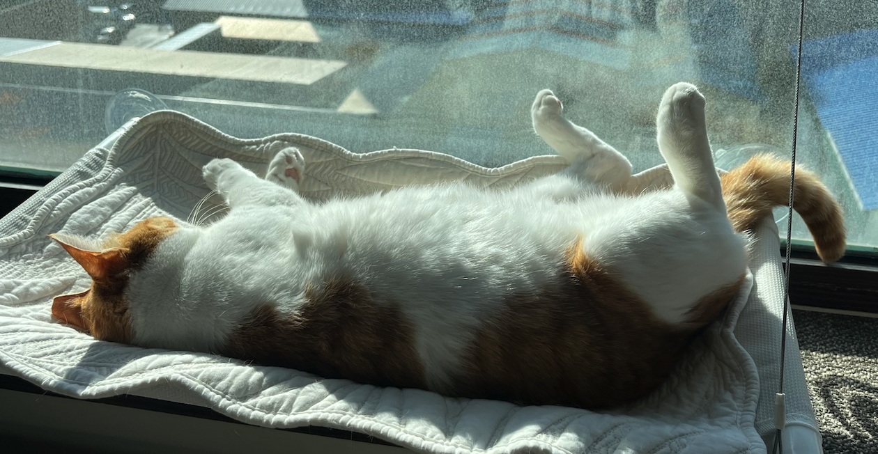 [ Baekjoon / S3 ] 고양이 카페 (28353)