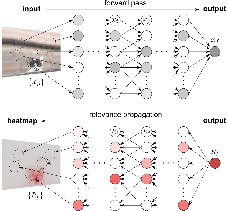 [Explainability for Large Language Models: A Survey]