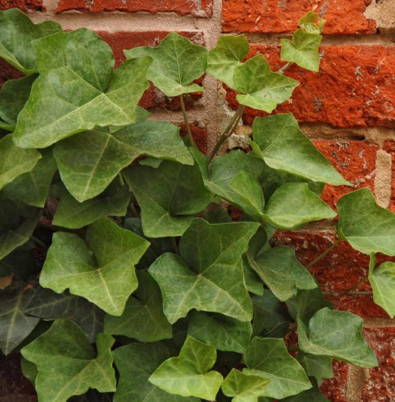 sirojy (Claire Jiyeon Baek) / 시리즈 - velog