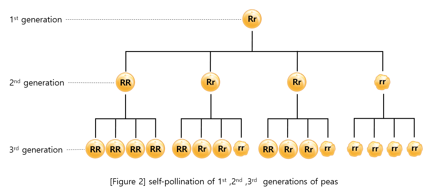 [프로그래머스] [PCCP 모의고사 #1] 3번 - 유전법칙 JavaScript
