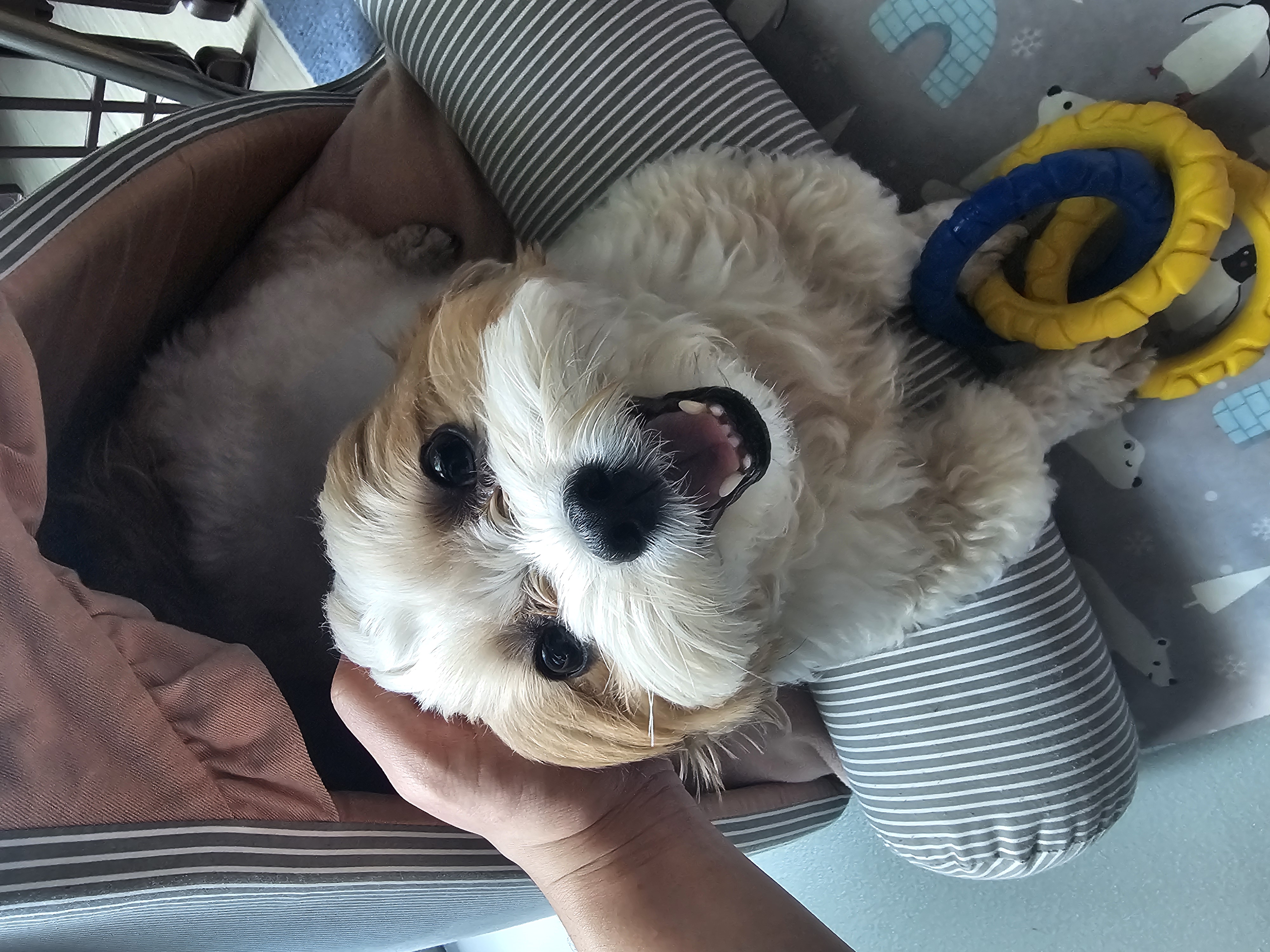 [백준 34204] 가방